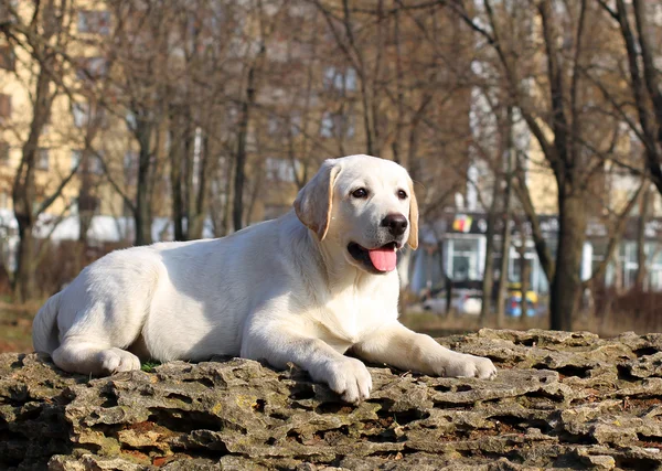 Labrador outdoor Stock Photos, Royalty Free Labrador outdoor Images ...
