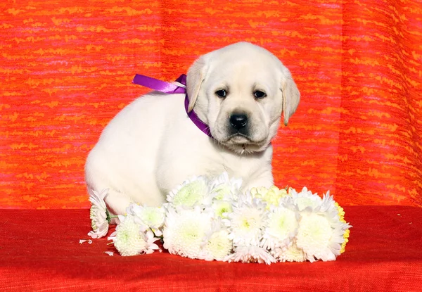 Cute labrador retriever puppies in a picnic basket — Stock Photo ...