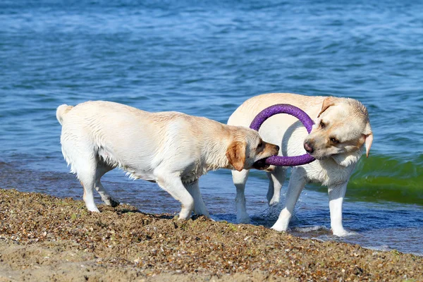 two nice labradors playing in the sea with a toy - Stock Image - Everypixel