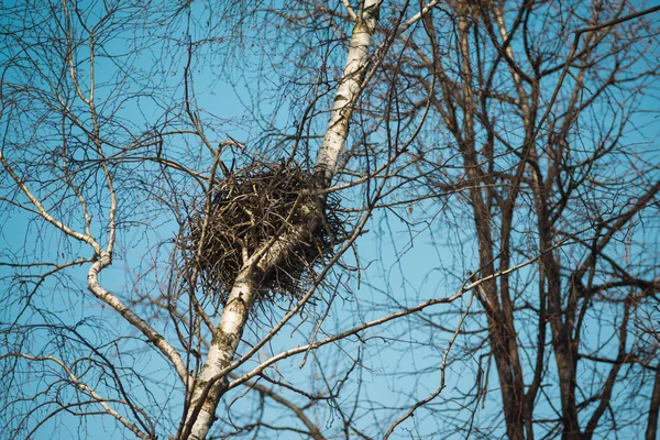 Bird in tree nest Stock Photos, Royalty Free Bird in tree nest Images ...