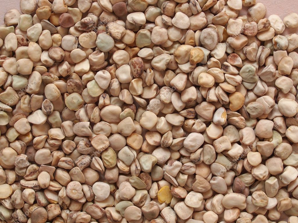 Guisante de hierba (Lathyrus sativus) aka guisante dulce, garbanzo ...