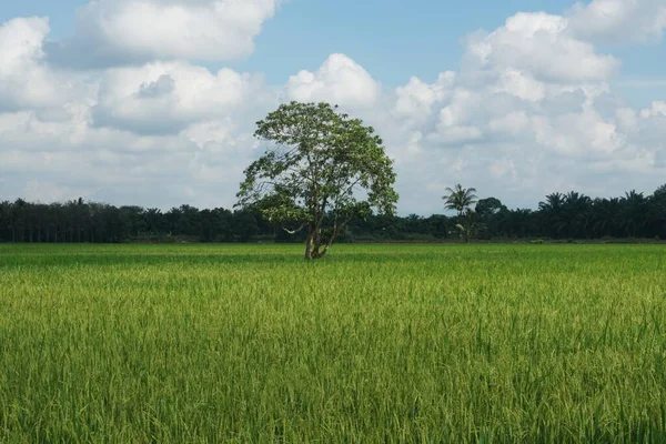 A tree in a rice field Stock Photos, Royalty Free A tree in a rice ...