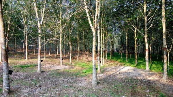 Forest plantations Stock Photos, Royalty Free Forest plantations Images ...