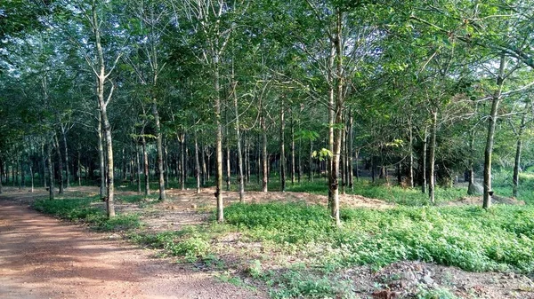 El cultivo de bosques Stock Photos, Royalty Free El cultivo de bosques ...