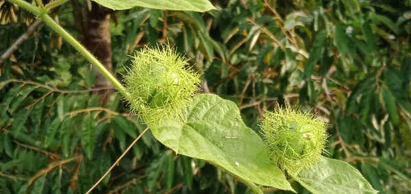 Maca plant Stock Photos, Royalty Free Maca plant Images | Depositphotos