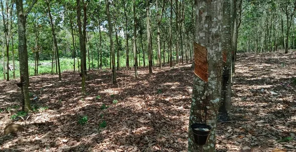 Rubber production Stock Photos, Royalty Free Rubber production Images ...