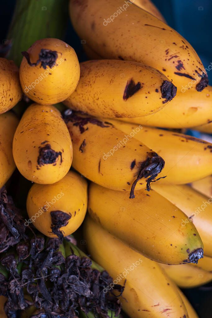 Acercamiento detallado de un racimo de bananas minúsculas conocidas en ...