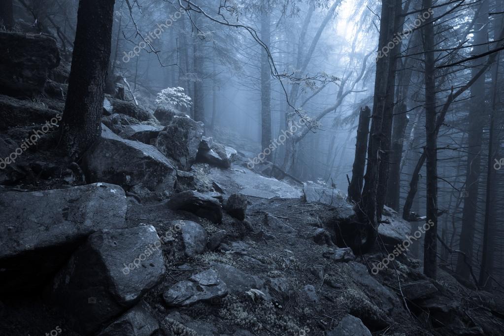 Forest Path At Night