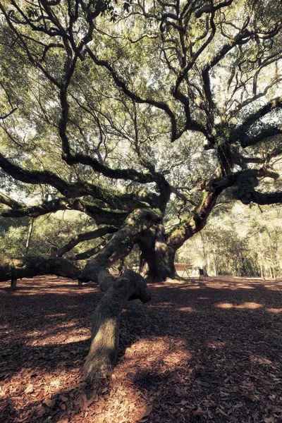 Angel oak Stock Photos, Royalty Free Angel oak Images | Depositphotos