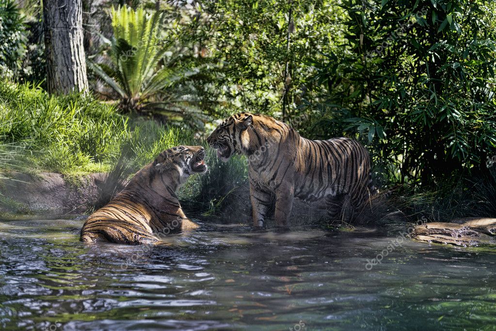 The Sumatran Tiger — Stock Photo © alancrosthwaite #54001235