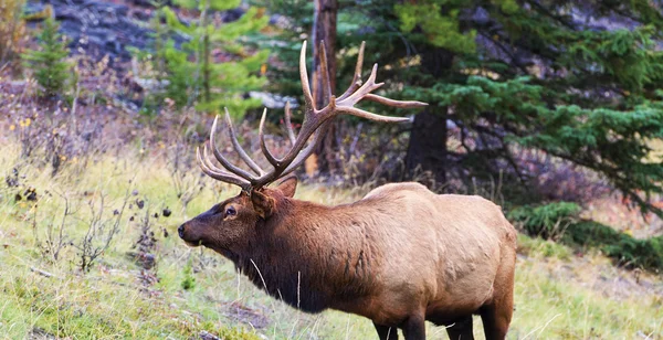 Canada elk Stock Photos, Royalty Free Canada elk Images | Depositphotos®