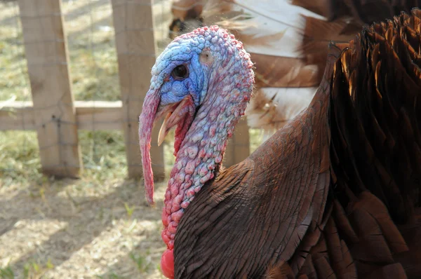 ᐈ Turkey head stock pictures, Royalty Free tom turkey head photos ...