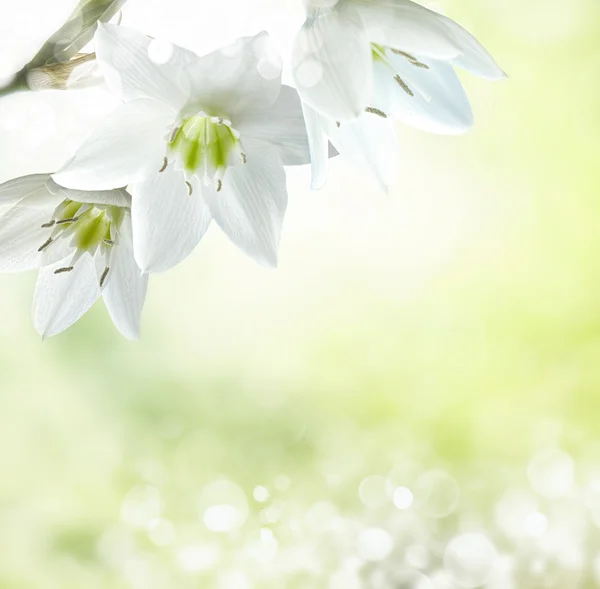 Spring background — Stock Photo © Krivosheevv #21507809