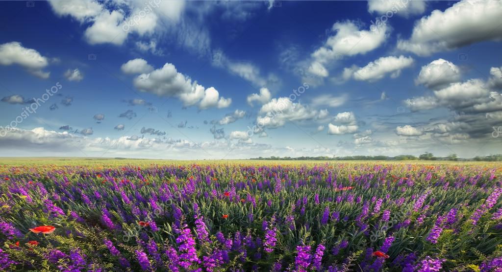 Beautiful view of a field of flowers. — Stock Photo © Krivosheevv #78142502