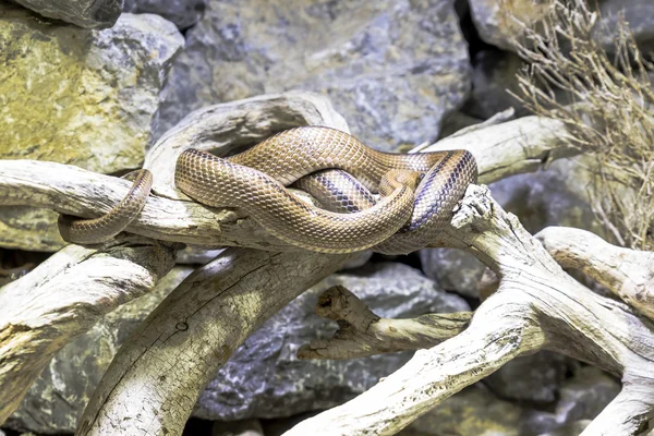 Snake ladder Images - Search Images on Everypixel