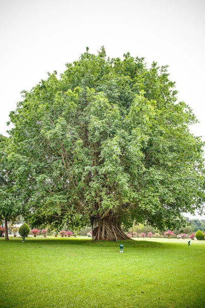 Lumbini tree Stock Photos, Royalty Free Lumbini tree Images | Depositphotos