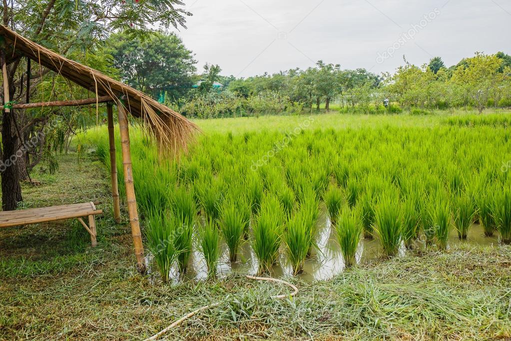 Rice fields in Thailand — Stock Photo © photonewman #82407812