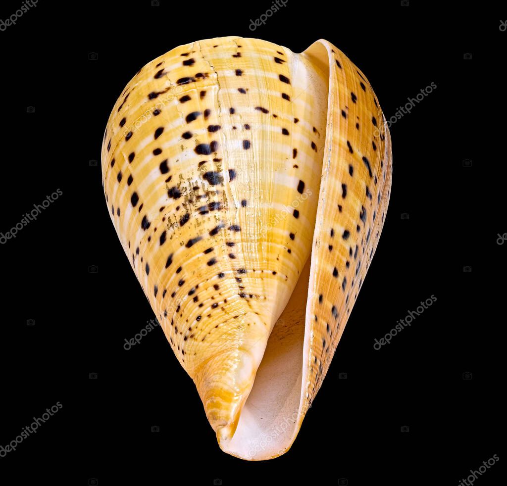 La cáscara de la almeja marina Conus Betulinus (nombre latino) con ...