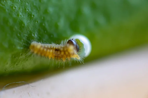 Small caterpillars macro Stock Photos, Royalty Free Small caterpillars ...