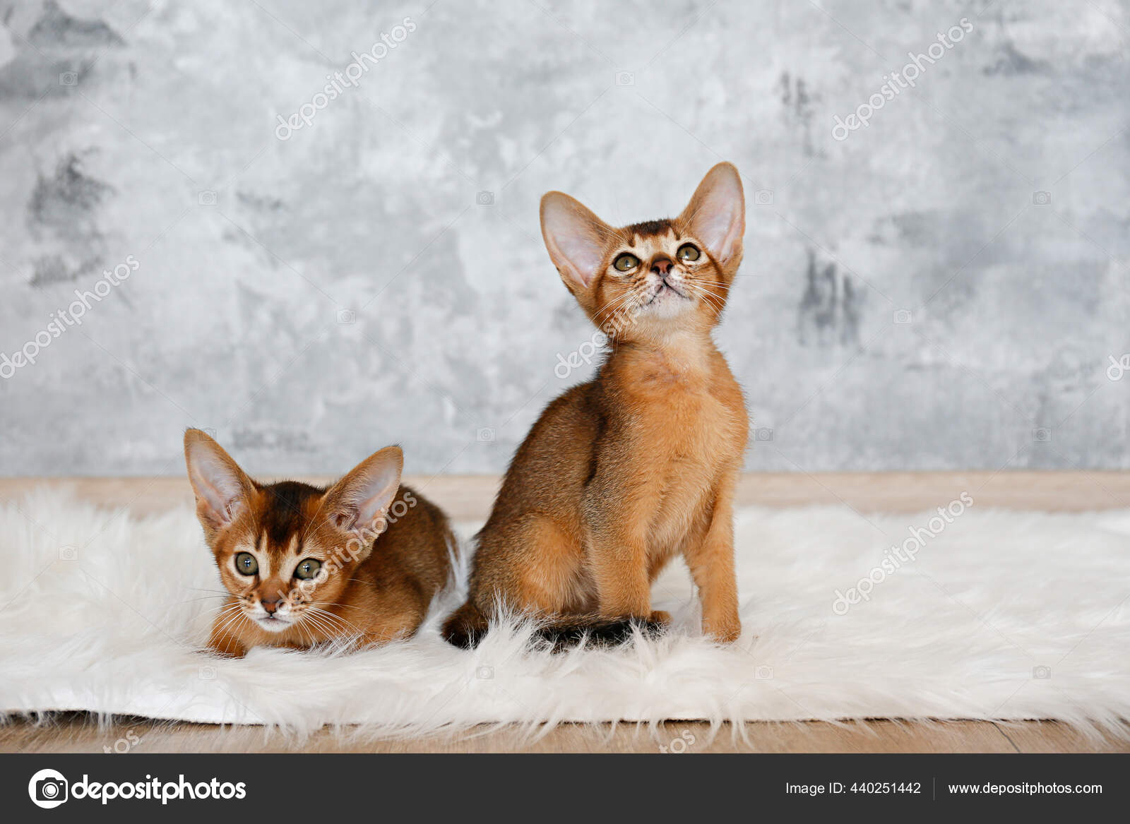Cute Abyssinian Kittens