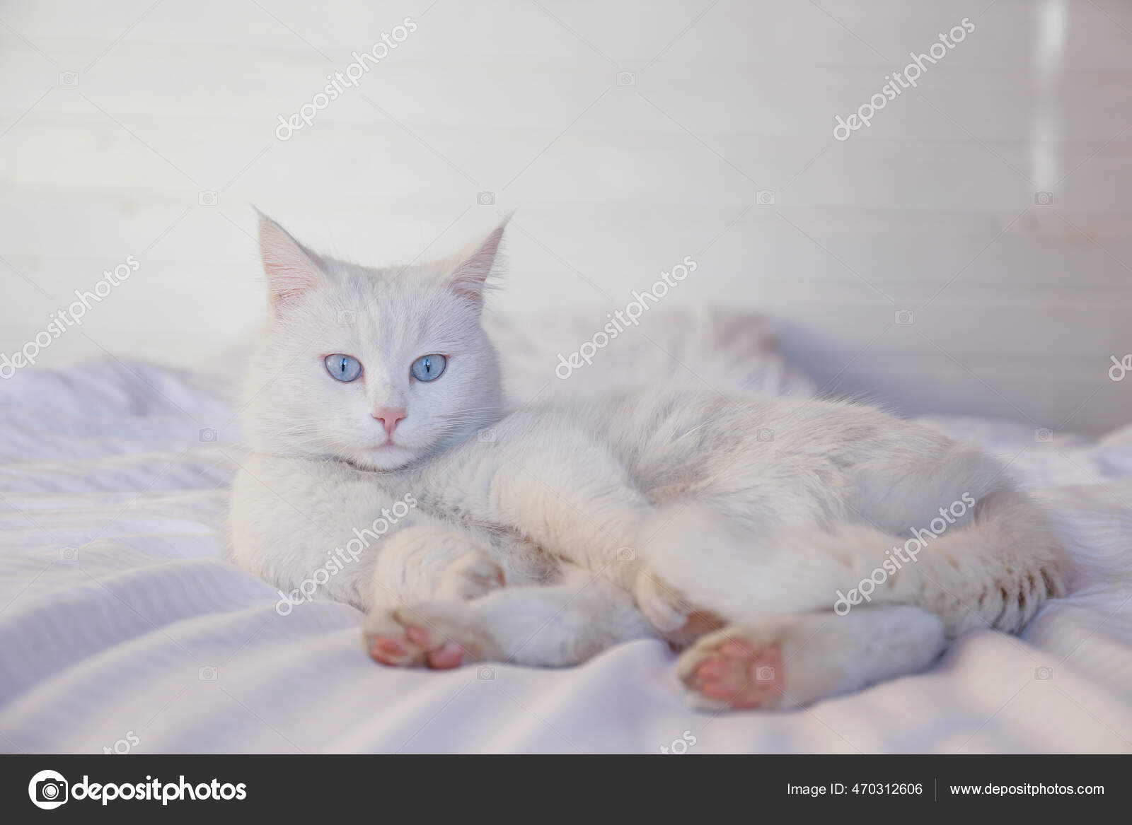 Gatitos Angora Turcos Azules