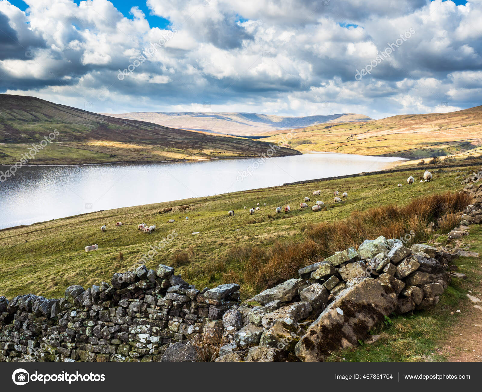 Swaledale Sheep Side Reservoir Mountains Background Scar House ...