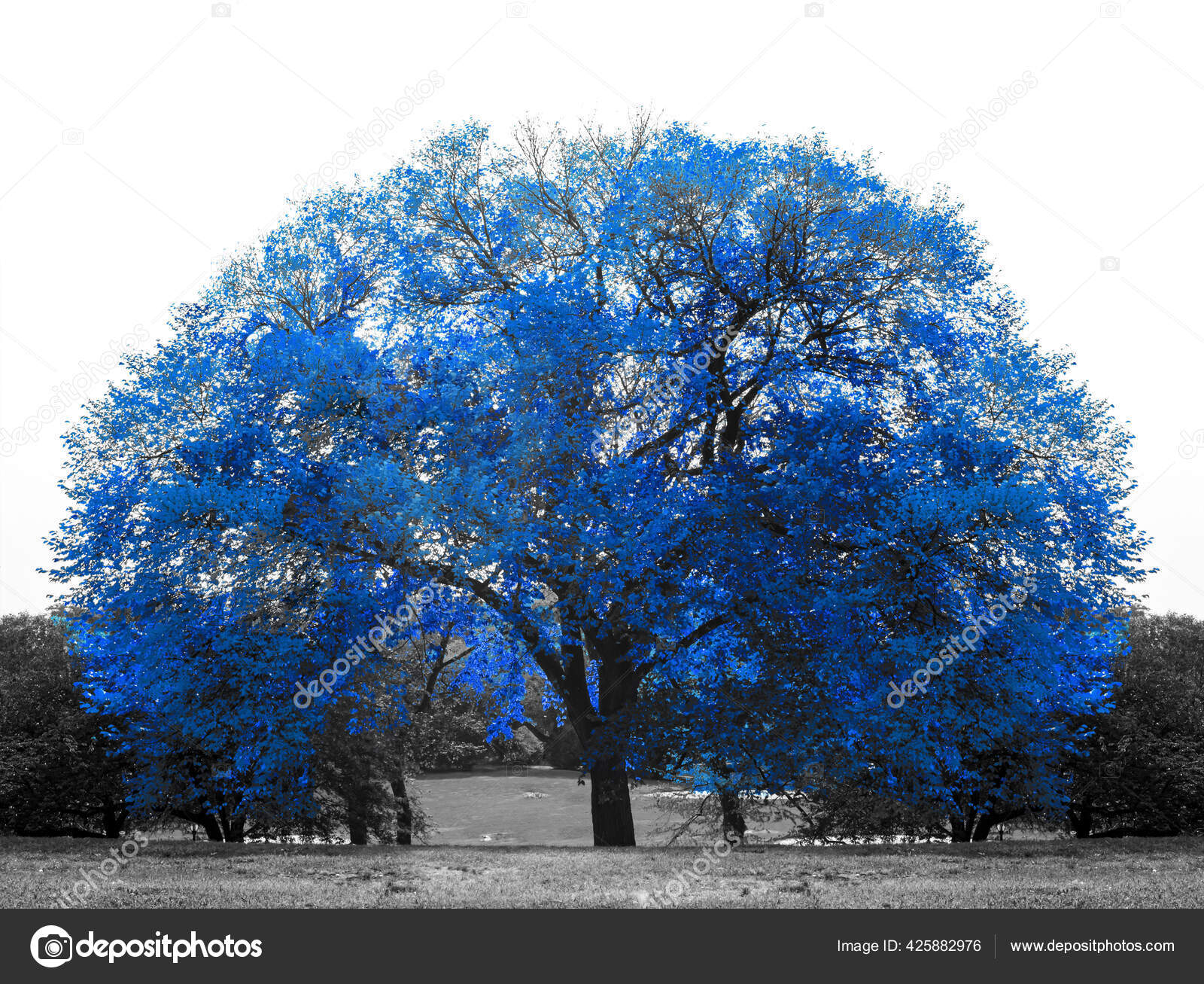 Big Blue Tree Black White Landscape Scene Central Park New Stock Photo ...