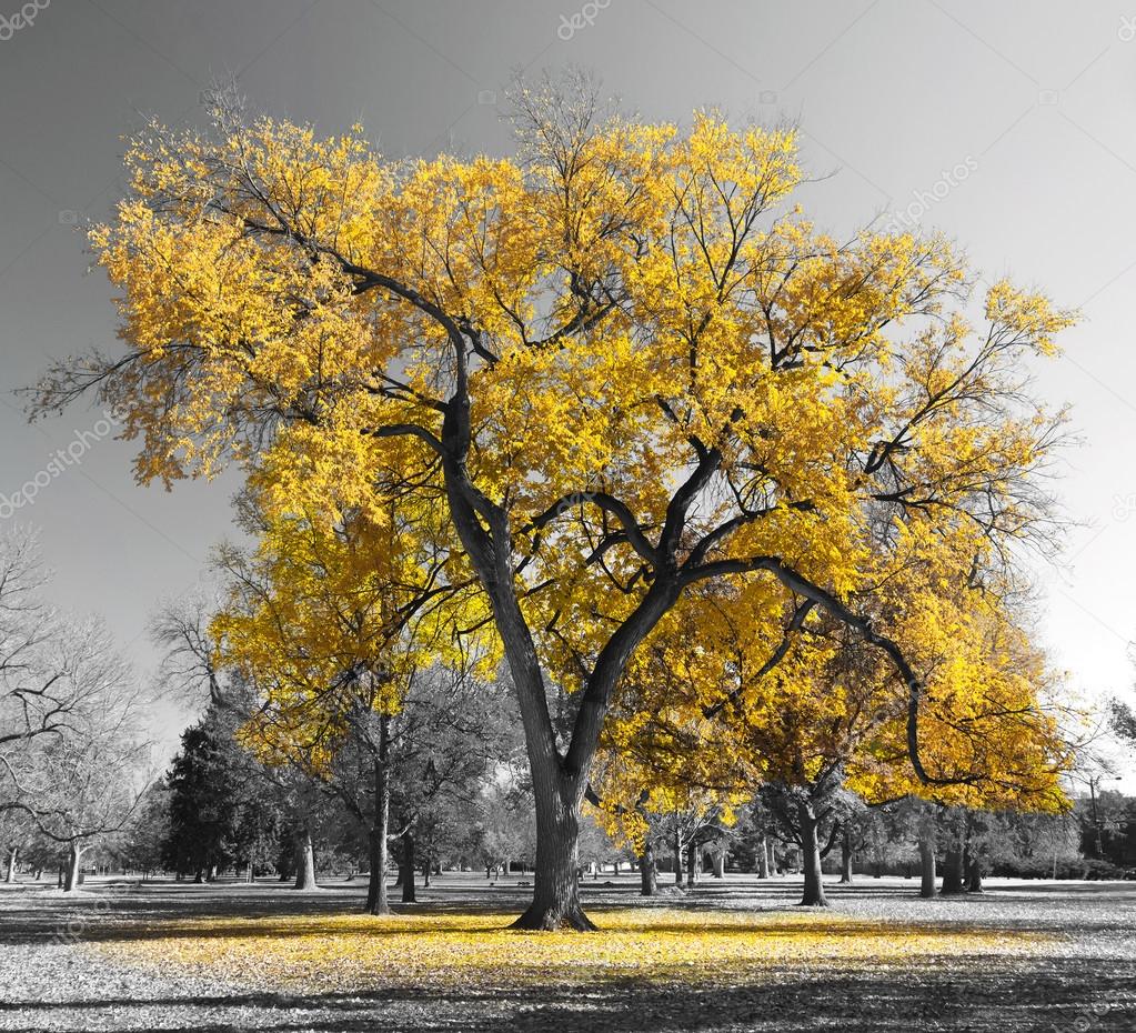 Big Golden Tree — Stock Photo © deberarr #66033859