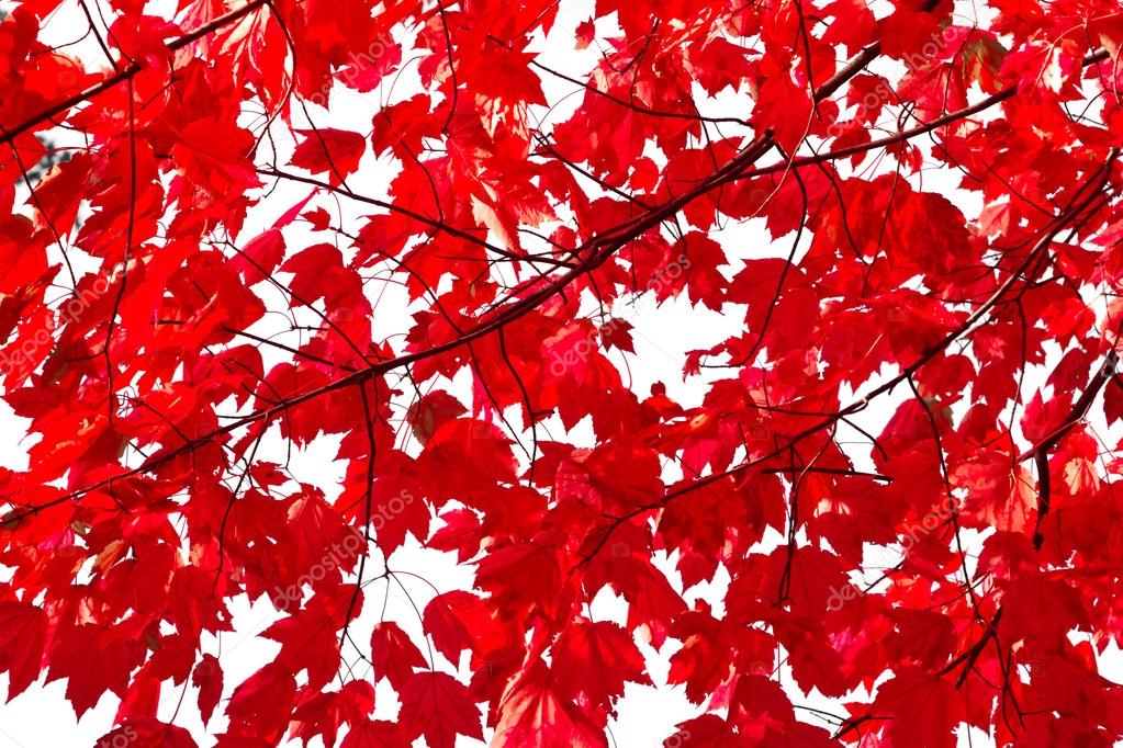 Textura de fondo de hojas rojas coloridas 2022