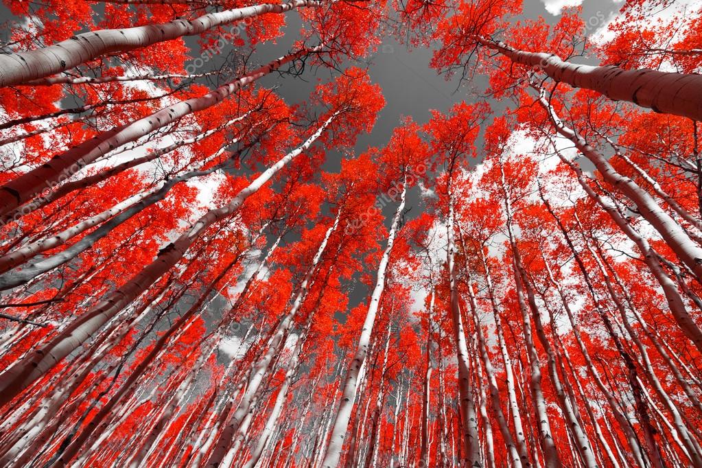 Background: red forest | The Red Forest — Stock Photo © deberarr #66033899