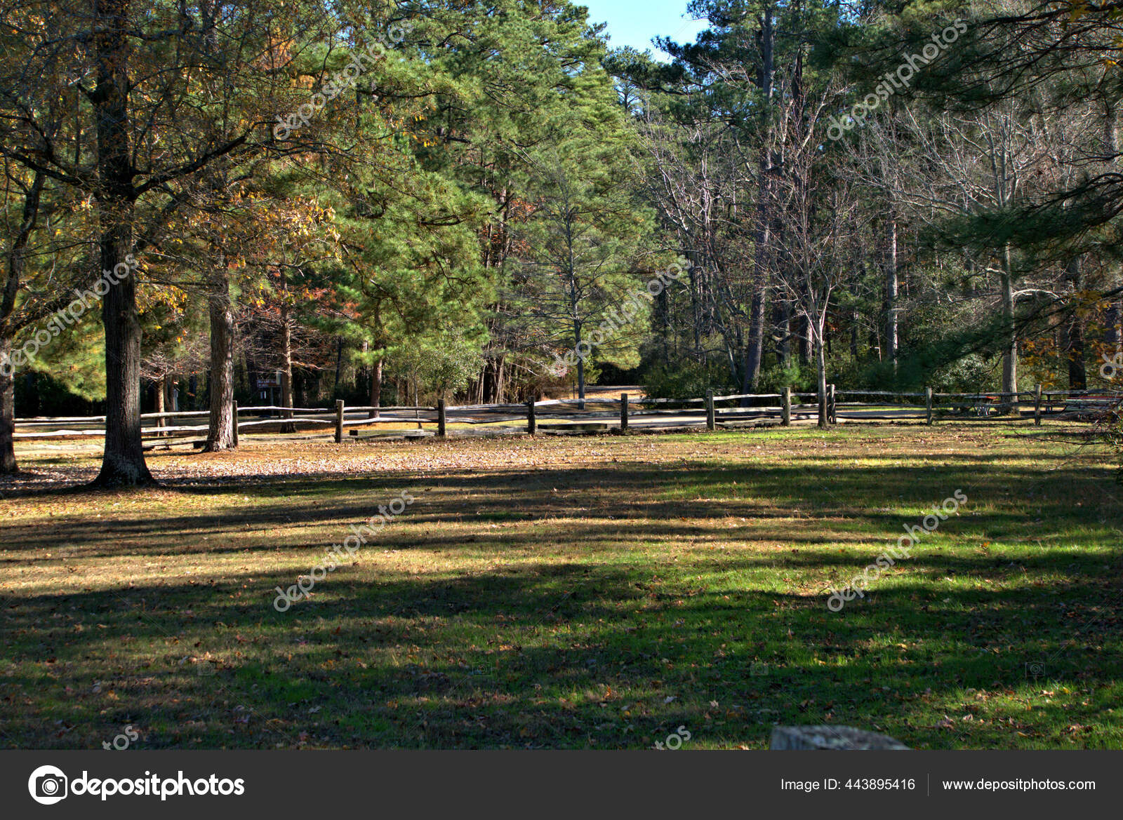 Landscape Pine Trees Split Rail Fence Surrounding Park Historic Remote ...