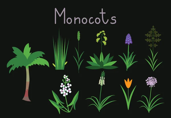 Angiosperm Monocot Examples