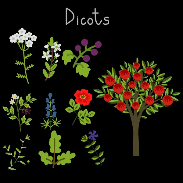 Dicot