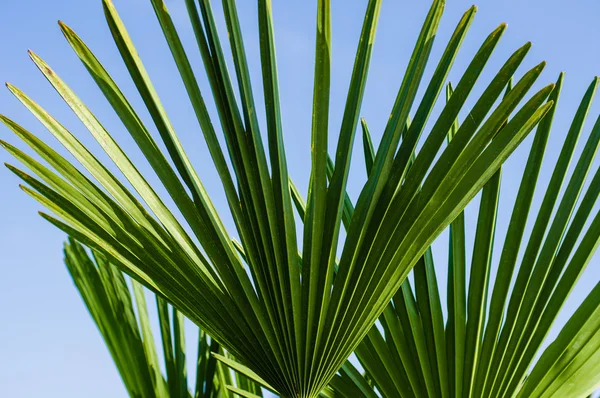 Palm frond against blue sky - Stock Image - Everypixel