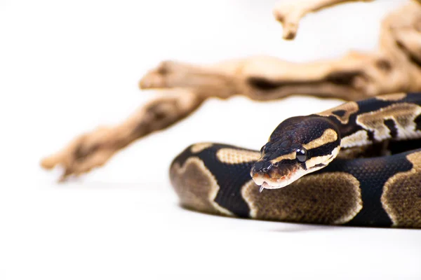 Python family Stock Photos, Royalty Free Python family Images ...