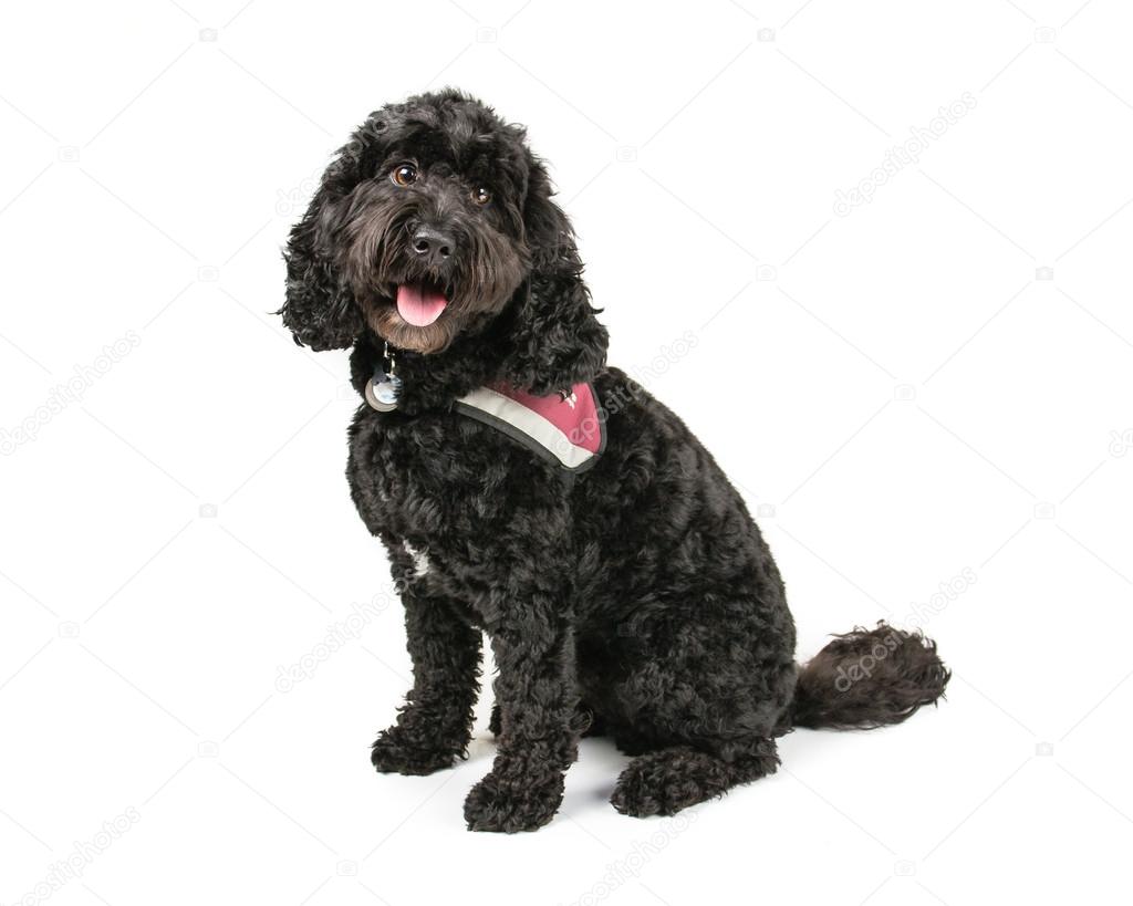 Cockapoo Black And White