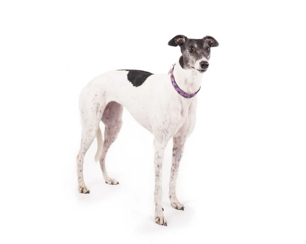 Greyhound Stock Photo by ©Nathan0834 62102361