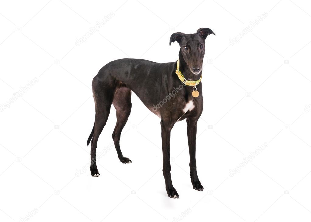 Greyhound Stock Photo by ©Nathan0834 62102361