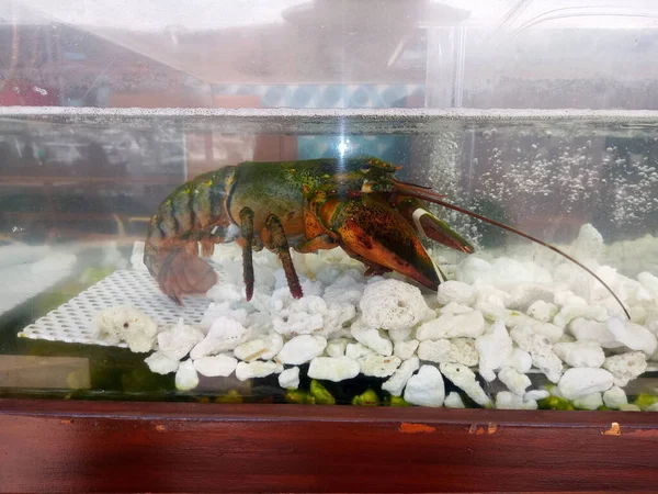 Rip claw Stock Photos, Royalty Free Rip claw Images | Depositphotos