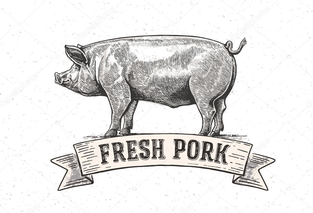 Pig Drawing And Label at Patricia Logan blog