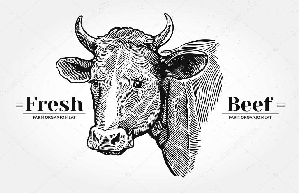 Graphical hand drawn cow — Stock Vector © crop_ #79834458