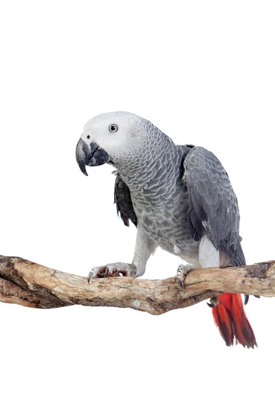 African grey parrot — Stock Photo © cynoclub #128198392