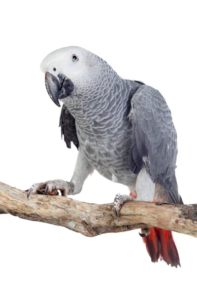 Pretty red-tailed gray parrot Stock Photo by ©Gelpi 104915512