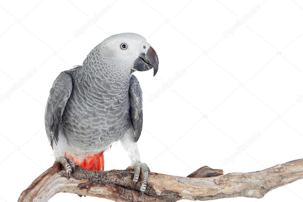 Pretty red-tailed gray parrot Stock Photo by ©Gelpi 104914976