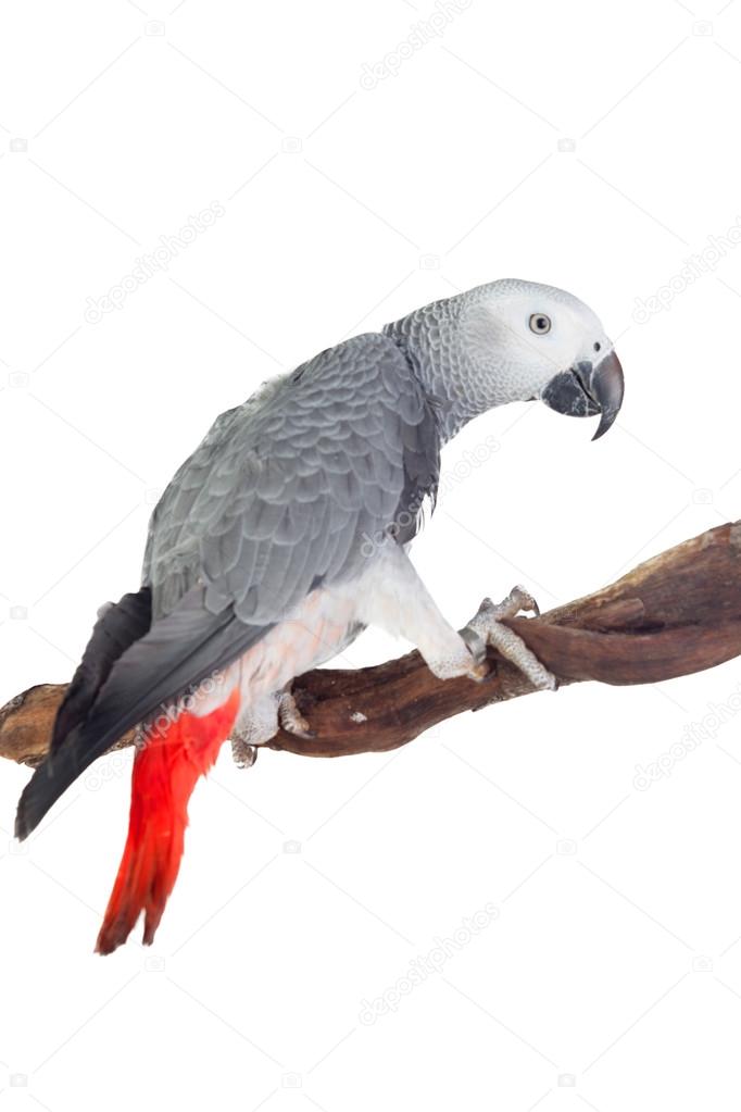 Pretty red-tailed gray parrot Stock Photo by ©Gelpi 104915516