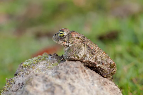Frog with bulging green eyes — Stock Photo © Gelpi #110042832