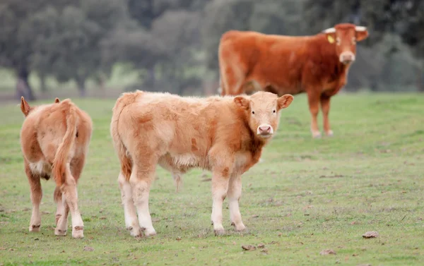 Beef cows grazing Stock Photos, Royalty Free Beef cows grazing Images ...