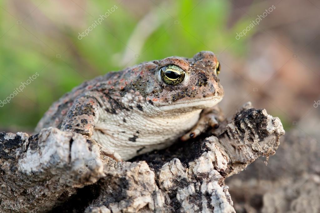Frog with bulging green eyes Stock Photo by ©Gelpi 110043220