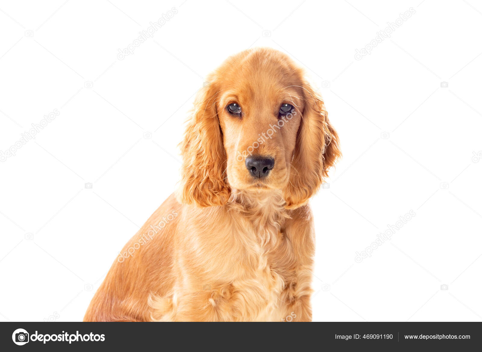 English Cocker Spaniel Short Hair