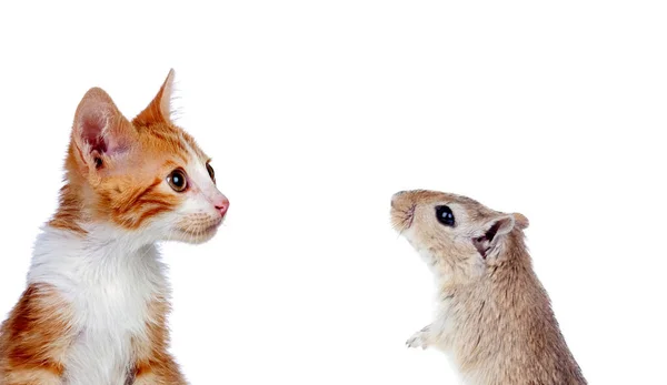 Cat And Mouse Friendship